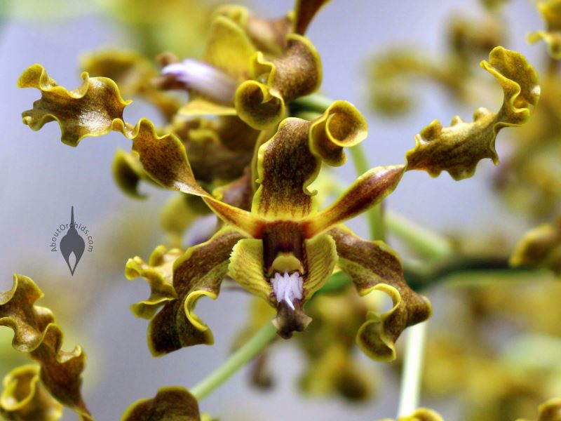 orchid types dendrobium