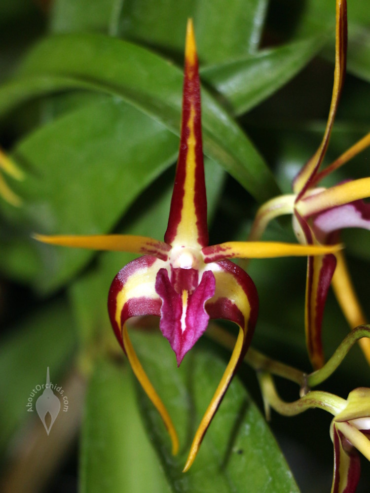 AboutOrchids » Blog Archive » “Orchids in the Clouds” Was Heavenly